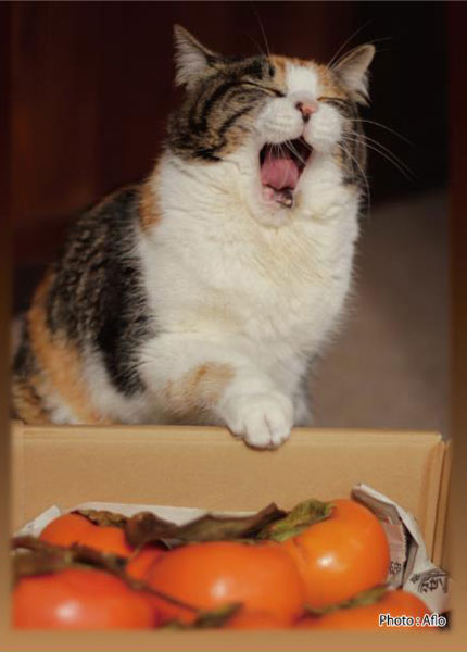 AmiAmi [Character & Hobby Shop]